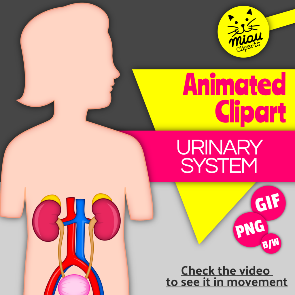 Urinary - Excretory System Clipart - Human Body Images - GIFs and PNG ...