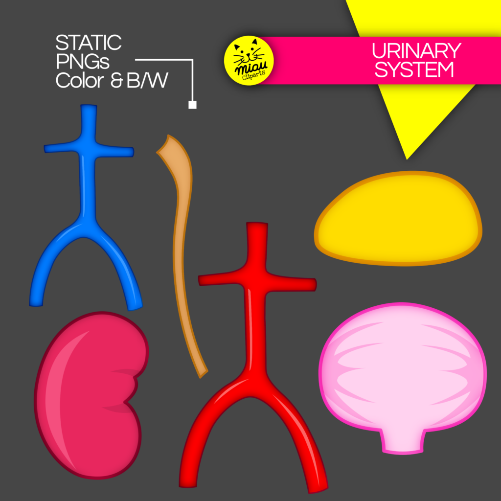 Urinary - Excretory System Clipart - Human Body Images - GIFs and PNG ...