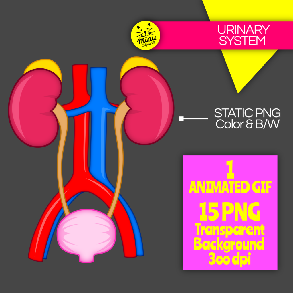 Urinary - Excretory System Clipart - Human Body Images - GIFs and PNG ...
