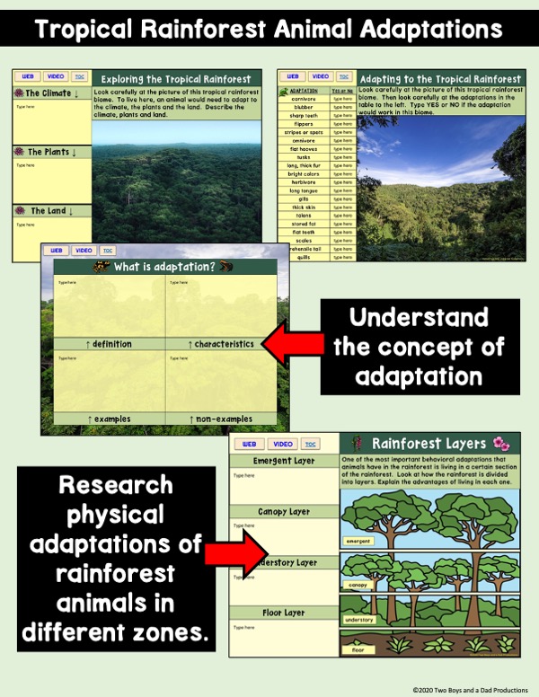 Tropical Rainforest Animal Adaptations Google Slides® Notebook | Made ...