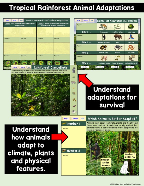 Tropical Rainforest Animal Adaptations Google Slides® Notebook | Made ...