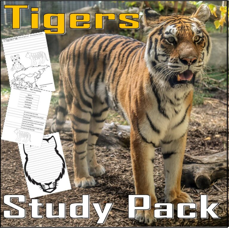 Tigers Zoology Science Study Unit Worksheets | Made By Teachers