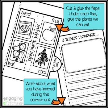 All About Plants Interactive Tab Book | Made By Teachers