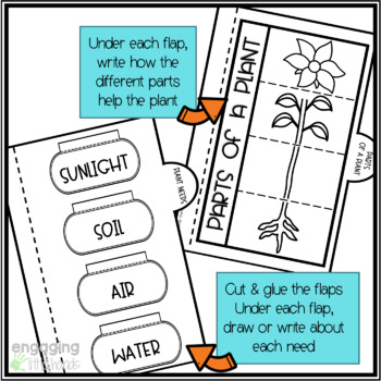 All About Plants Interactive Tab Book | Made By Teachers
