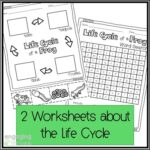Life Cycle of a Frog Tab Flip book | Made By Teachers