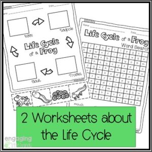 Life Cycle of a Frog Tab Flip book | Made By Teachers