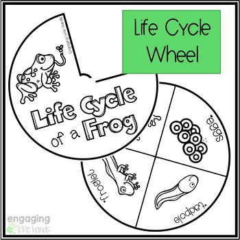 Life Cycle of a Frog Tab Flip book | Made By Teachers