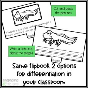 Life Cycle of a Frog Tab Flip book | Made By Teachers
