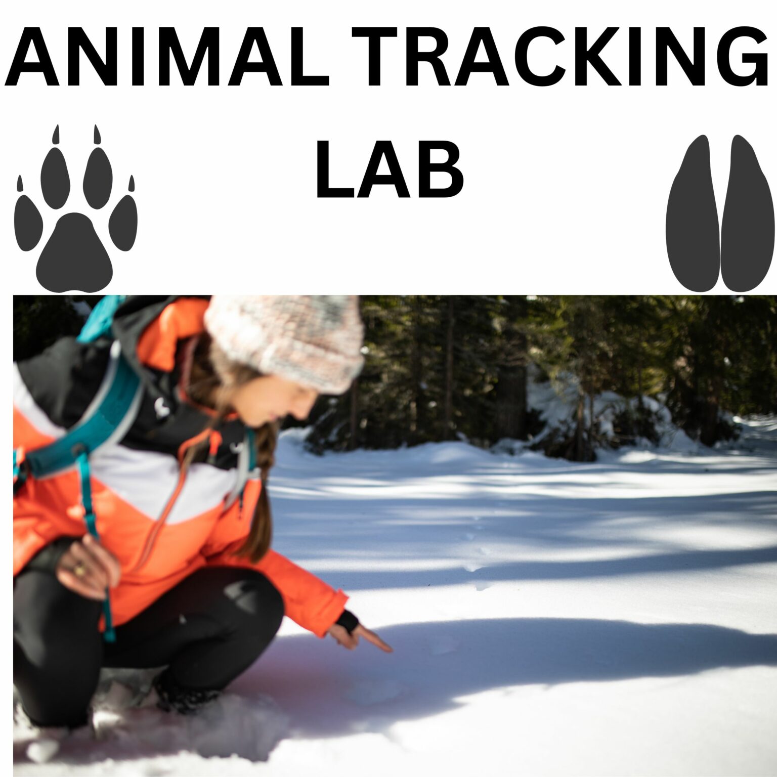 Weather Animal Tracks in the Snow Middle and High School Science Nature ...