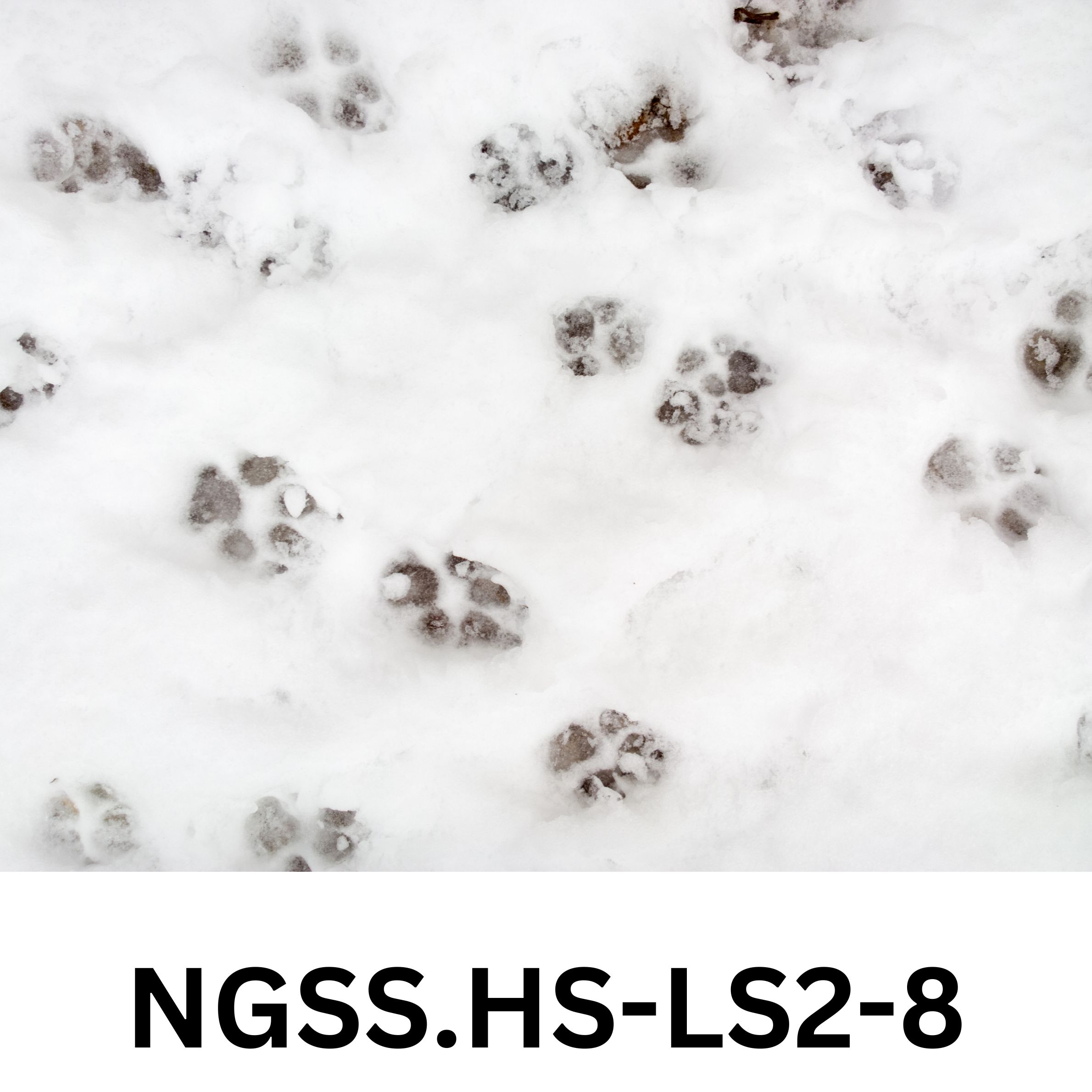 Weather Animal Tracks in the Snow Middle and High School Science Nature ...
