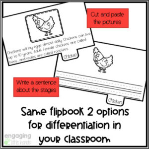 Life Cycle of a Chicken Tab Flip book | Made By Teachers