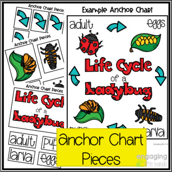 Life Cycle of a Ladybug Tab Flip book | Made By Teachers