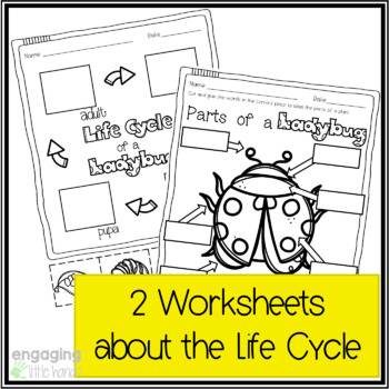 Life Cycle of a Ladybug Tab Flip book | Made By Teachers