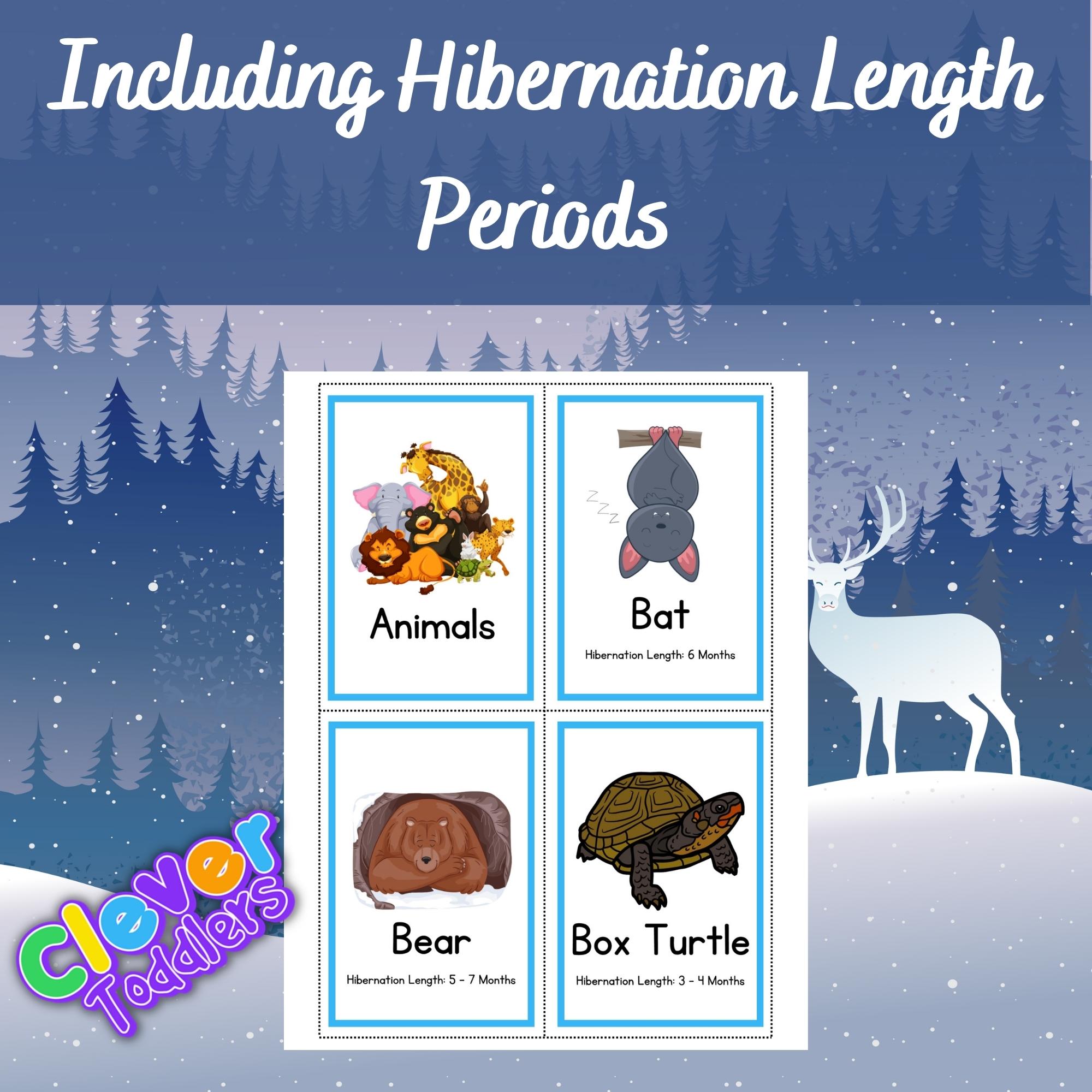 Hibernation Winter Vocabulary Activities | Preschool Flash Cards | Made By Teachers
