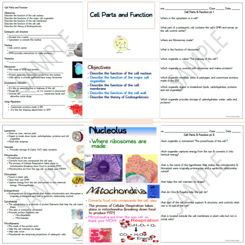 Cell Structure and Function PowerPoint and Worksheets | Made By Teachers