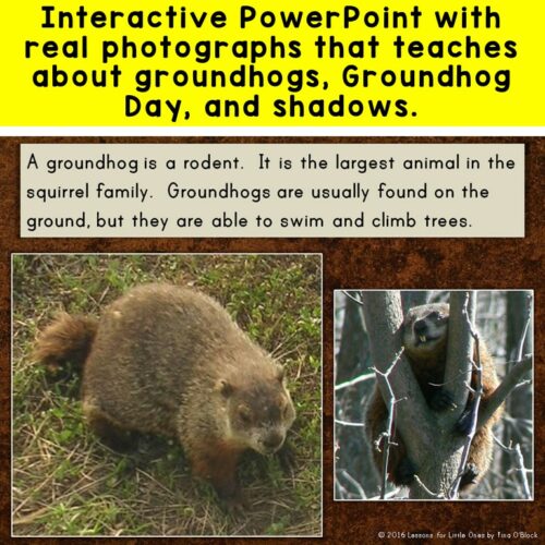 Hibernation Activities plus Groundhog Day & Shadows Activities Bundle ...