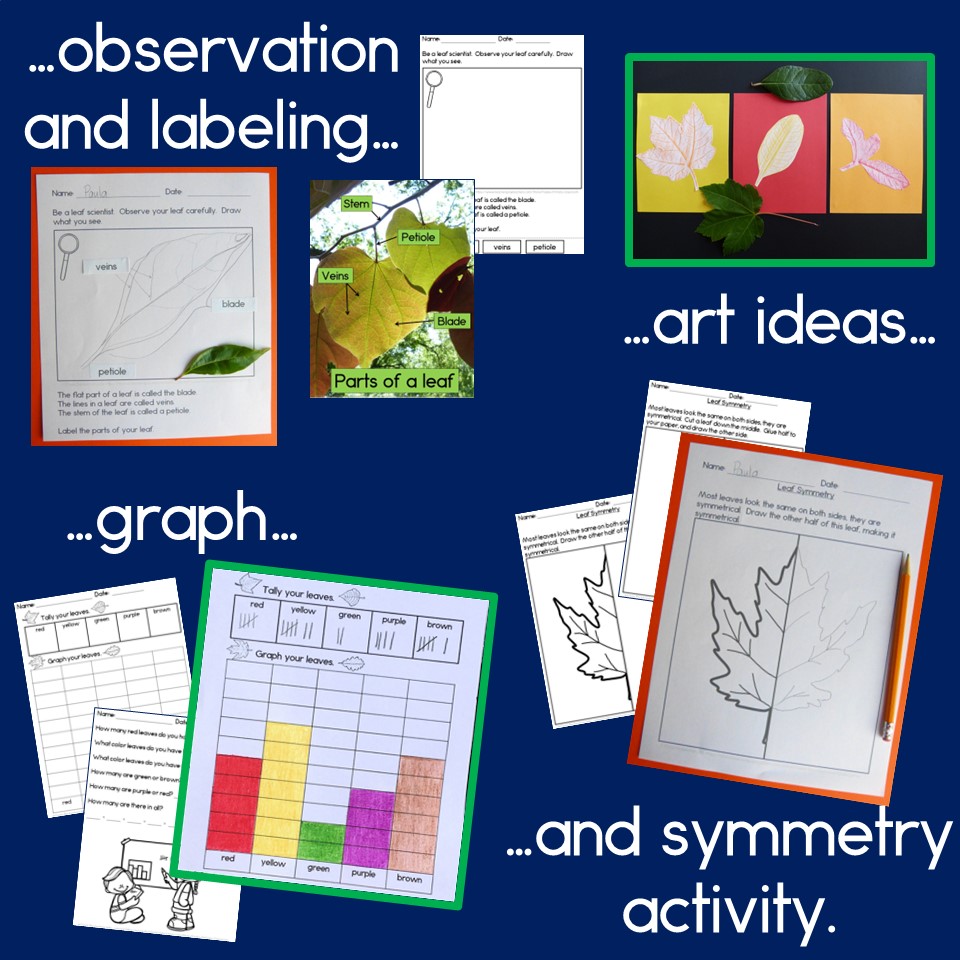 Leaf Science Reading Sorting Measurement Graphing | Leaves in Fall STEM ...
