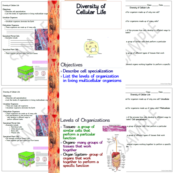 Diversity of Cellular Life PowerPoint and Worksheet | Made By Teachers