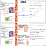 Cellular Structure and Function NO PREP Unit Bundle | Made By Teachers