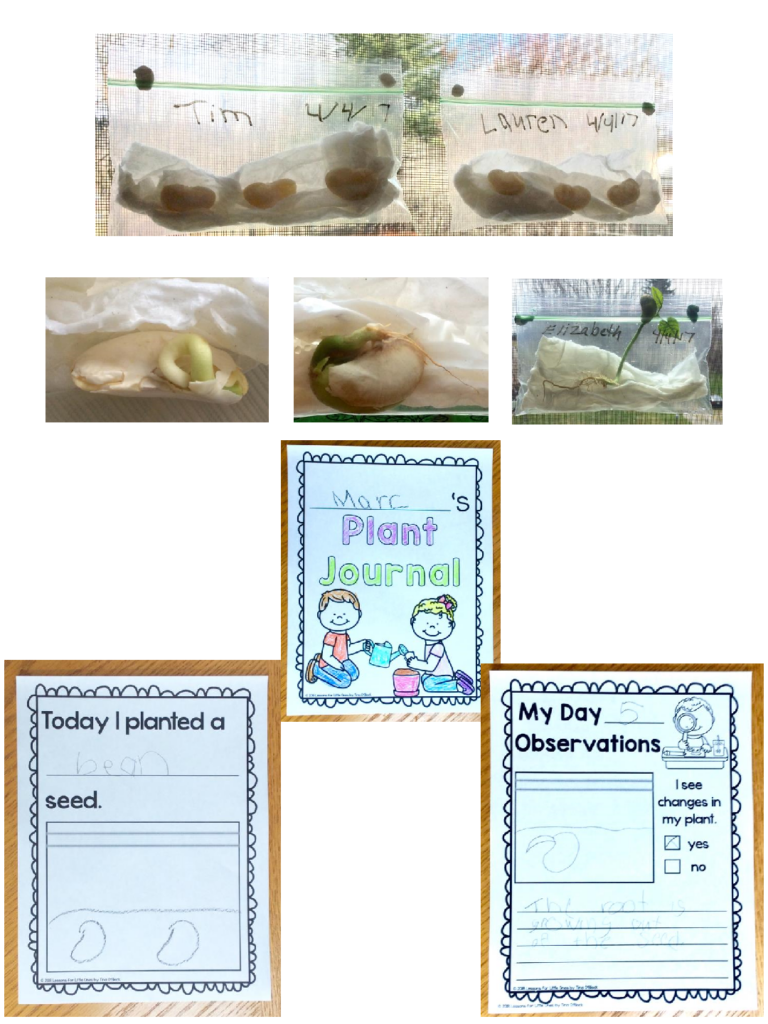 Plants Flowers Science Experiments Parts of Flower Word Wall Cards ...