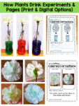Plants Flowers Science Experiments Parts of Flower Word Wall Cards ...