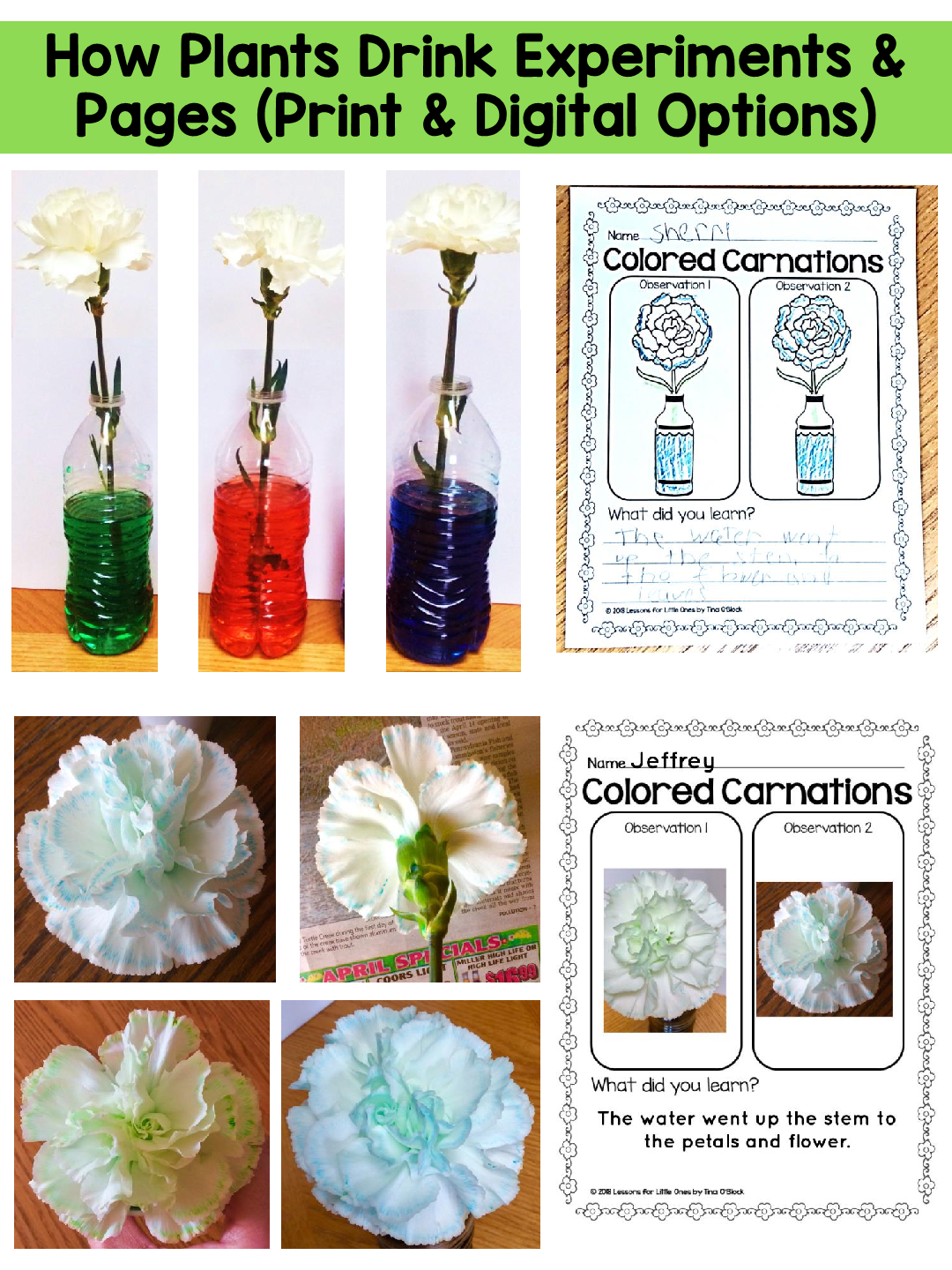 Plants Flowers Science Experiments Parts of Flower Word Wall Cards ...