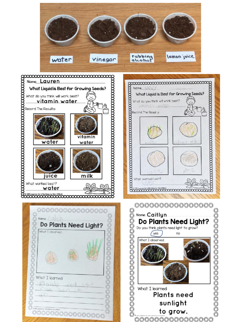 Plants Flowers Science Experiments Parts of Flower Word Wall Cards ...
