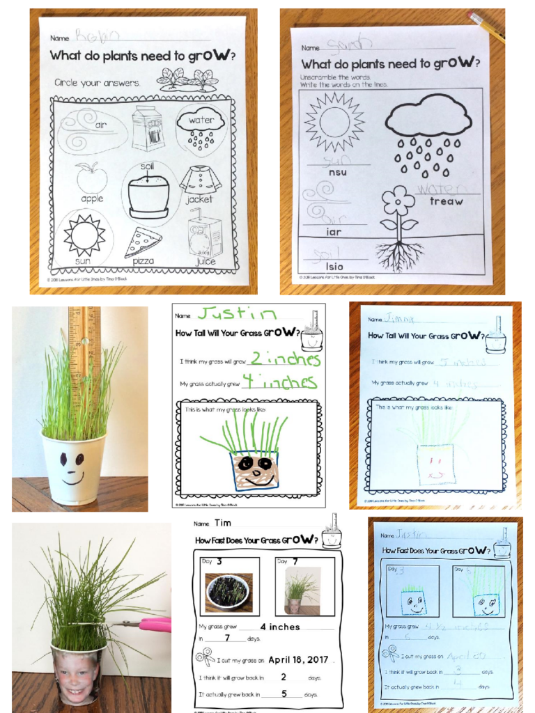 Plants Flowers Science Experiments Parts of Flower Word Wall Cards ...