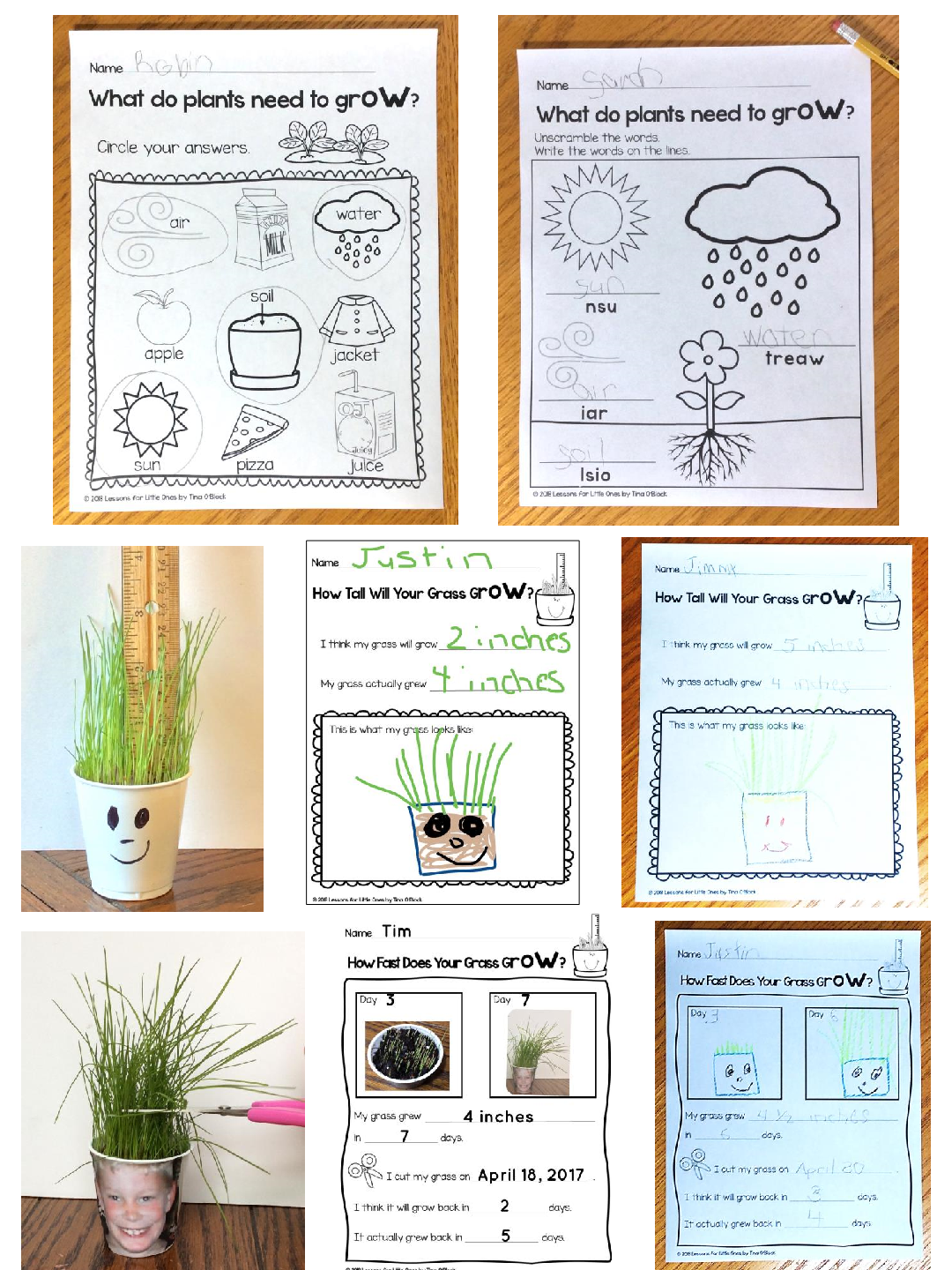 Plants Flowers Science Experiments Parts of Flower Word Wall Cards ...