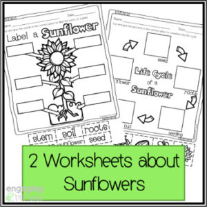 Life Cycle of a Sunflower Tab Flip book | Made By Teachers