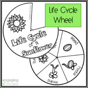 Life Cycle of a Sunflower Tab Flip book | Made By Teachers