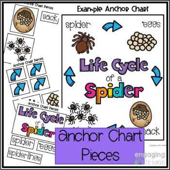 Life Cycle of a Spider Tab Flip book | Made By Teachers