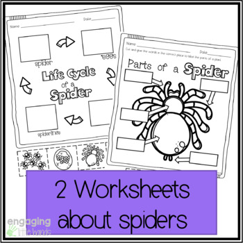 Life Cycle of a Spider Tab Flip book | Made By Teachers