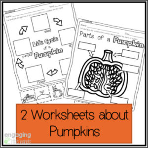 Life Cycle of a Pumpkin Tab Flip book | Made By Teachers