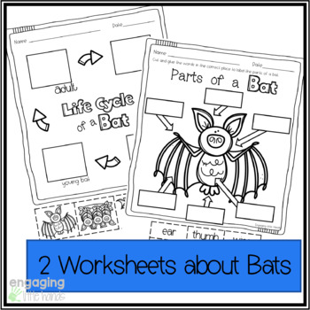 Life Cycle of a Bat Tab Flip book | Made By Teachers