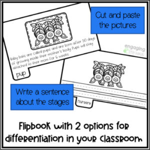 Life Cycle of a Bat Tab Flip book | Made By Teachers