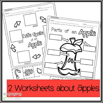 Life Cycle of an Apple Tab Flip book | Made By Teachers