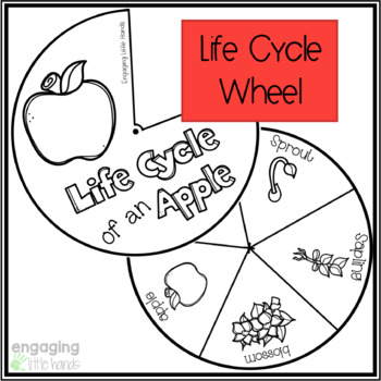Life Cycle of an Apple Tab Flip book | Made By Teachers