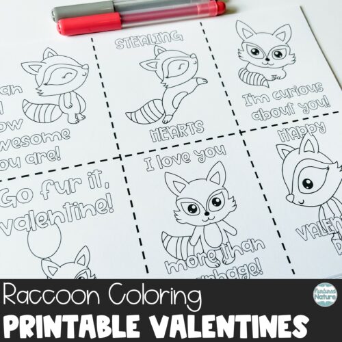 Raccoon Coloring Valentine’s Day Cards for Students | Made By Teachers