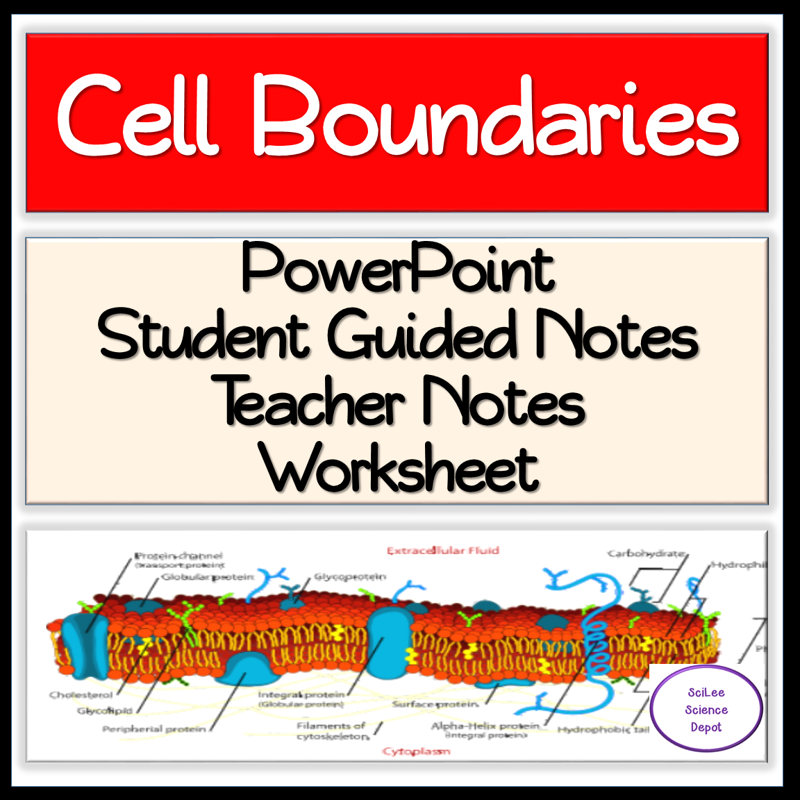 Cell Boundaries: PowerPoint & Worksheet | Made By Teachers
