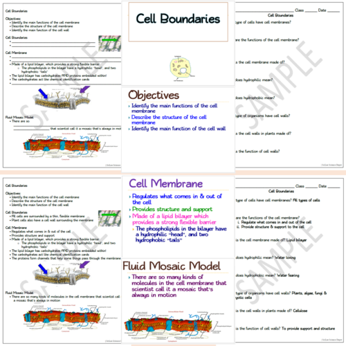 Cell Boundaries: PowerPoint & Worksheet | Made By Teachers