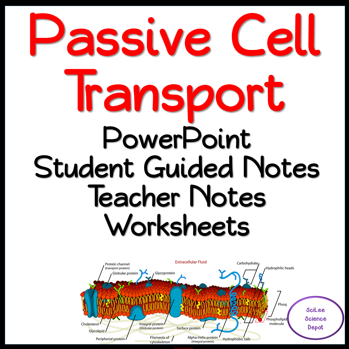Passive Cell Transport: PowerPoint & Worksheet | Made By Teachers