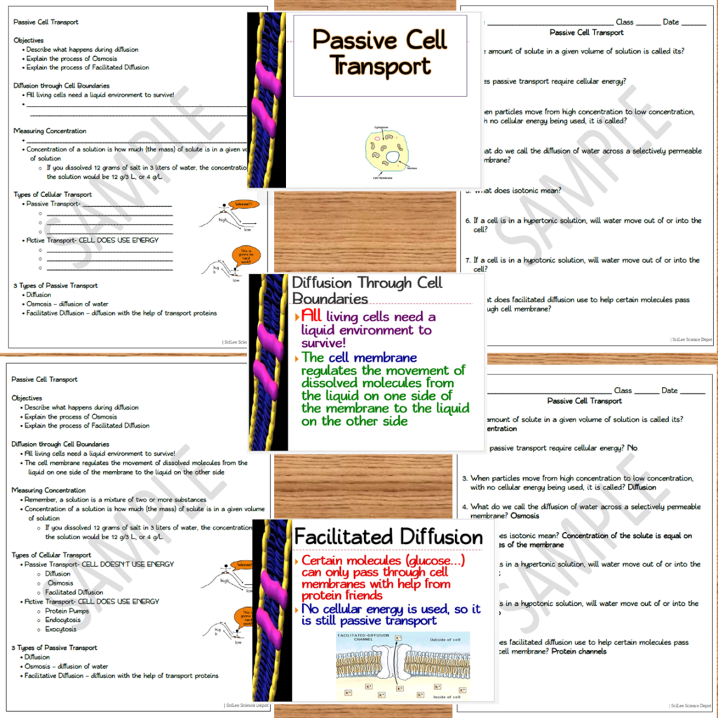 Passive Cell Transport: PowerPoint & Worksheet | Made By Teachers