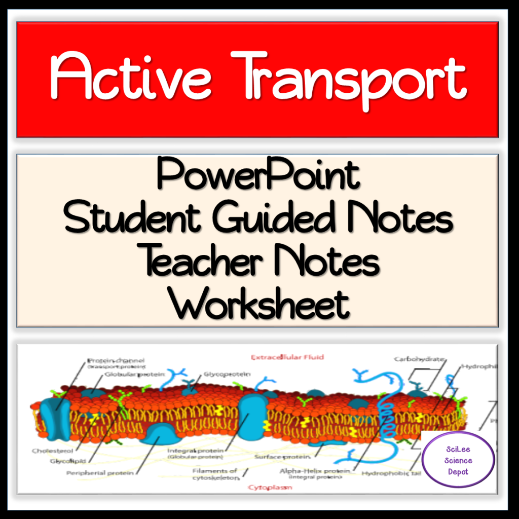Active Cell Transport: PowerPoint & Worksheet | Made By Teachers