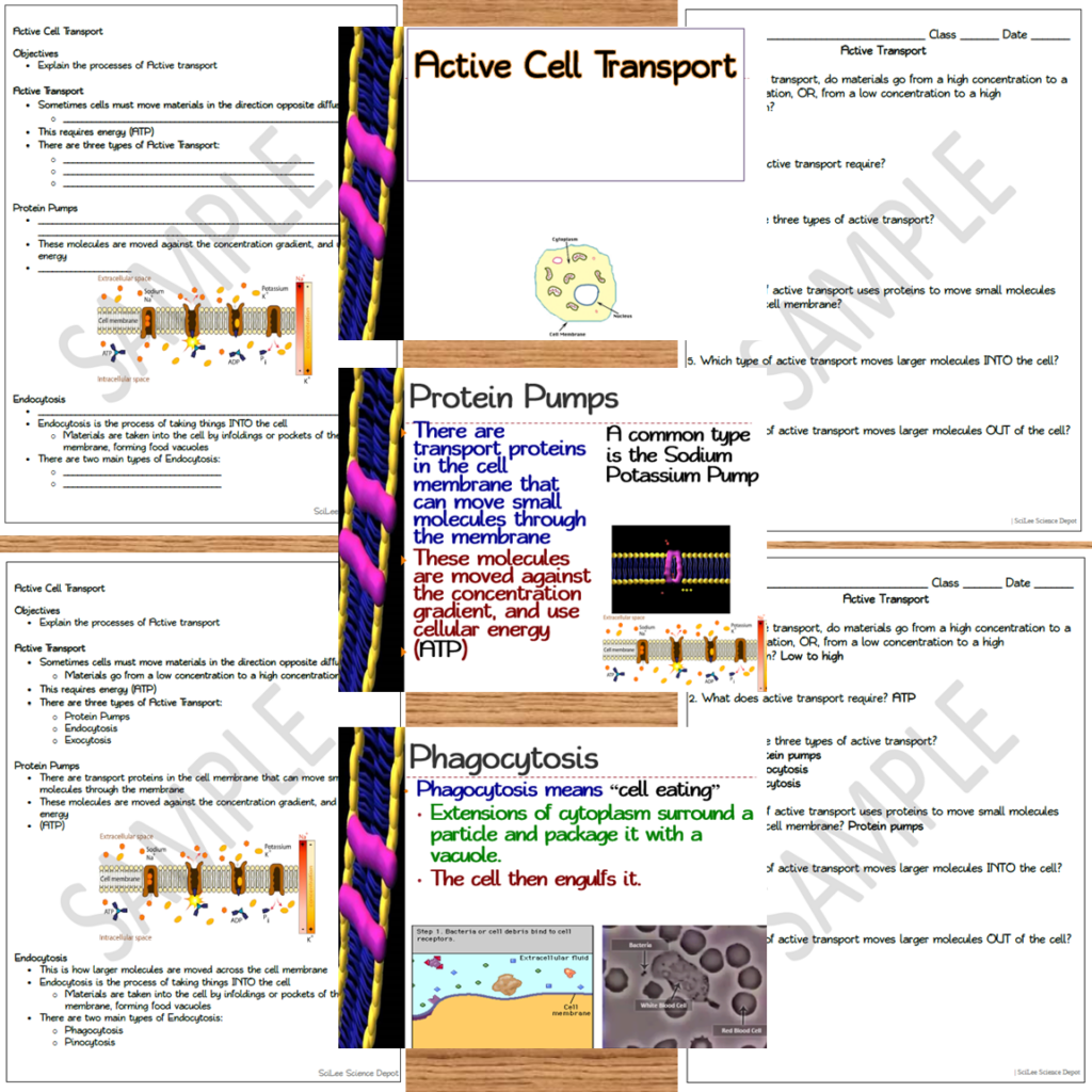 Active Cell Transport: PowerPoint & Worksheet | Made By Teachers