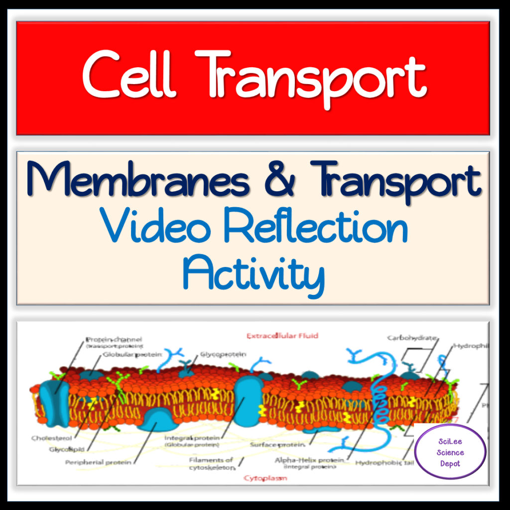 Cell Membranes & Cell Transport Video Reflection Activity VIdeo ...
