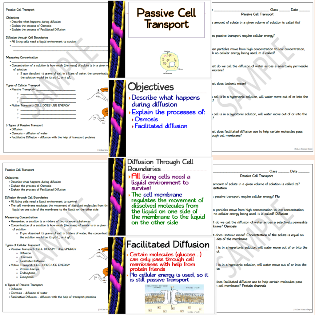 Cell Transport NO PREP Unit Bundle | Made By Teachers