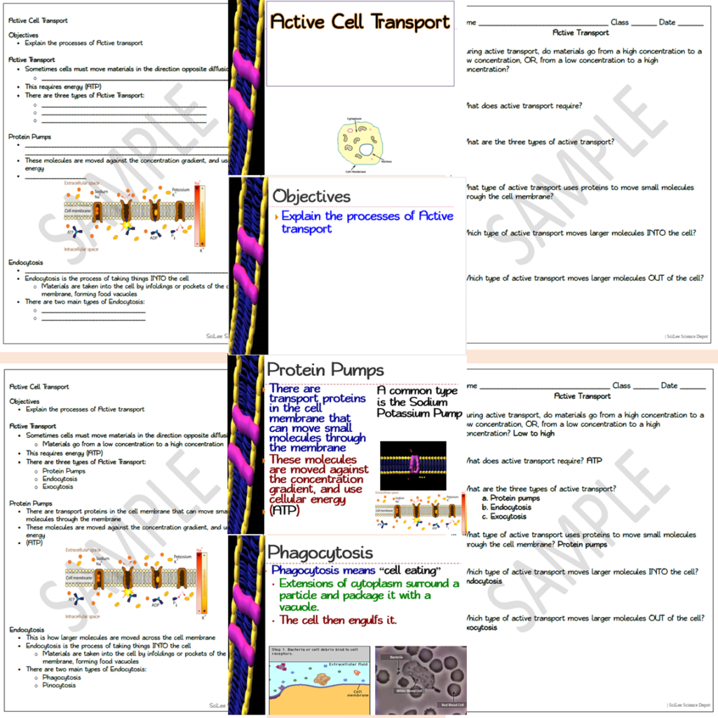 Cell Transport NO PREP Unit Bundle | Made By Teachers