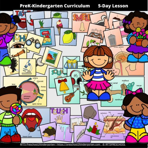 OUR FIVE SENSES CURRICULUM | LESSONS AND PRINTABLES | MATH LITERACY ...