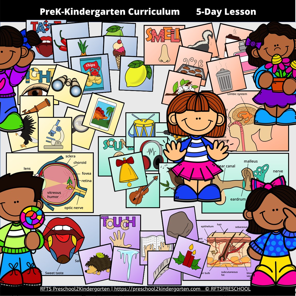 OUR FIVE SENSES CURRICULUM | LESSONS AND PRINTABLES | MATH LITERACY ...